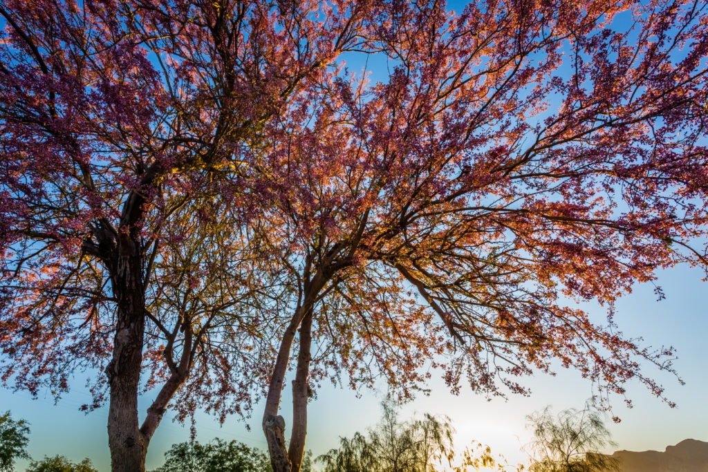 Spotlight on the Ironwood Tree - Complete Landscaping