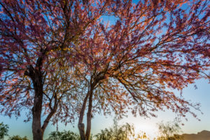 10 Best Trees to Plant in Tucson, AZ - Complete Landscaping