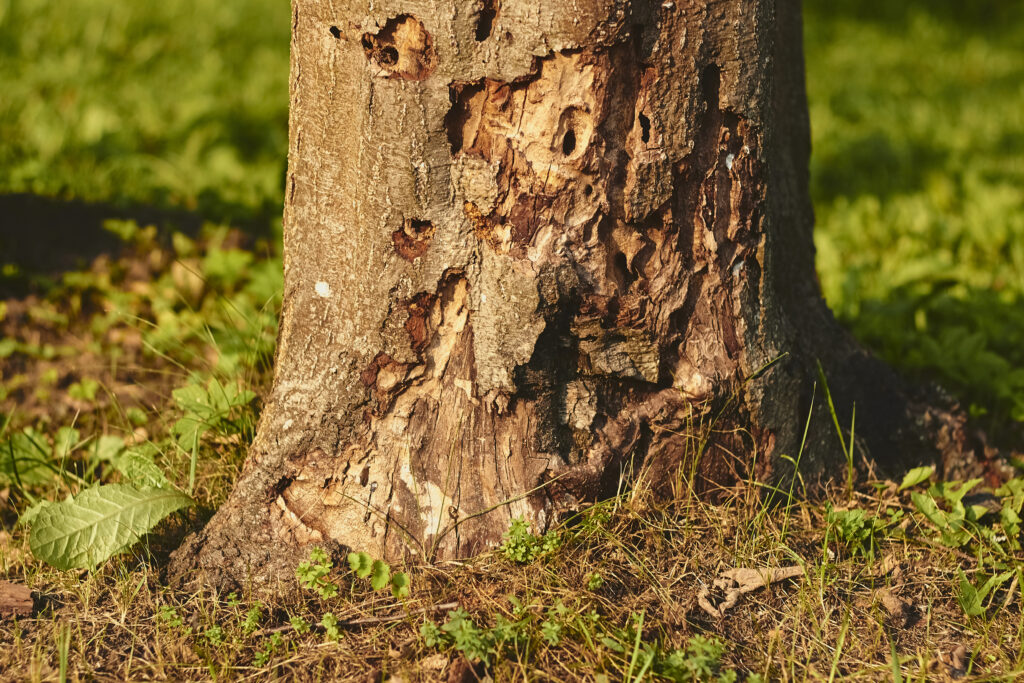 Watch Out for These Signs of an Insect Infestation on Your Trees ...